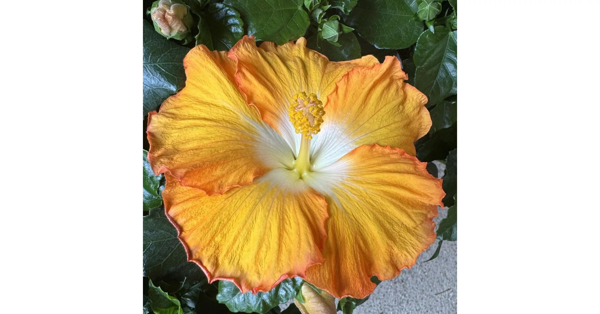 Hibiszkusz - Adonicus Double Pomona